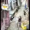 Viral Monkey Video,Viral Monkey Video: 'Dragon Monkey Style' போல ...