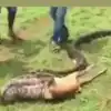 Python Viral Video,Python Viral video: முழு மானை ஒரு நொடியில் விழுங்கிய ...