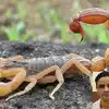 Scorpion Bite Treatment,தேள் கடிச்சதும் செய்ய வேண்டிய முதலுதவி ...