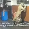 Leopard In Karnataka,Viral Video: ஆராய்ச்சி மையத்தில் நுழைந்த சிறுத்தை ...