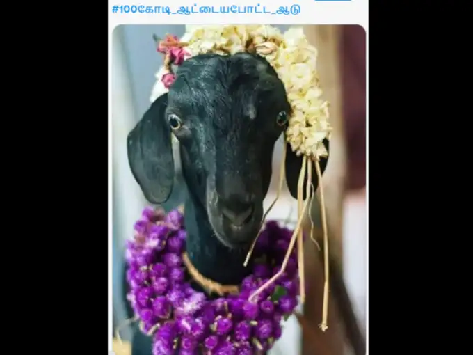 ஆடு!