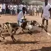 Ammainaickanur Kidai Muttu Competition,அம்மையநாயக்கனூரில் முதன்முறை ...