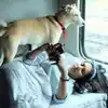 Irctc Rules For Pets,ரயில்களில் நாய்களை கொண்டு செல்ல முடியுமா? - pet ...
