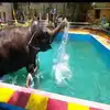 Kumbakonam Elephant Mangalam,கும்பகோணம்: நீச்சல் குளத்தில் இருந்து வர ...