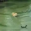 Tiger And Duck Funny Video,Viral Video: ಹುಲಿಗೇ ಮೋಸ ಮಾಡಿದ ಬಾತುಕೋಳಿ ...