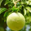Bel Patra Tree In Home,Bel Patra Tree: ಮನೆಯಲ್ಲಿ ಬಿಲ್ವಪತ್ರೆ ಗಿಡವನ್ನು ...