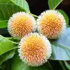 Plant Vastu Tips,Kadamba Flower: ಈ ಒಂದು ಗಿಡ ಮನೆಯಲ್ಲಿದ್ದರೆ, ಆರ್ಥಿಕ ...