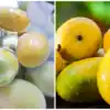 ಮಾವಿನ ಹಣ್ಣನ್ನು ತಿನ್ನುವ ವಿಧಾನ,ಮಾವಿನ ಹಣ್ಣನ್ನು ತಿನ್ನುವ ಮೊದಲು ನೀರಿನಲ್ಲಿ ...