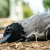 Crow Meaning,Dead Crow: ಸತ್ತ ಕಾಗೆಯನ್ನು ನೋಡಿದ್ದೀರಾ.? ಹಾಗಾದರೆ, ಈ ...
