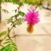 Shani Blessings,Shami Plant: ಶಮಿ ಗಿಡದಿಂದ ಶನಿ ದೋಷ ಮಾಯ.! ಈ ಗಿಡಕ್ಕೆ ಏನು ...
