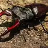 Stag Beetles Price,ಕೀಟ ಜಗತ್ತಿನ ಸಾಮ್ರಾಟ ಈ ಜೀರುಂಡೆ, ಇದರ ಬೆಲೆ ಬರೋಬ್ಬರಿ 75 ...