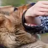 Stray Dog Attacks In Uttar Pradesh's Gorakhpur,ಉತ್ತರ ಪ್ರದೇಶದಲ್ಲಿ ಡೆಡ್ಲಿ ...