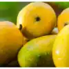 ರಾತ್ರಿ ಊಟ ಮಾಡಿ ಮಲಗುವ ಮುನ್ನ ಮಾವಿನ ಹಣ್ಣನ್ನು ತಿನ್ನಬಾರದು ಎನ್ನುತ್ತಾರೆ ...