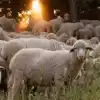 58 Sheep Die Of Cyanide Poisoning,ಜೋಳದ ಚಿಗುರು ತಿಂದ 58 ಕುರಿಗಳು ಸೈನೈಡ್ ...