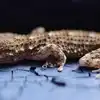 Meaning Of Lizards In Home,ಕಪ್ಪು ಬಣ್ಣದ ಹಲ್ಲಿ ಮನೆಯಲ್ಲಿ ಕಂಡರೆ ಅದರ ...