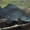 Discovery Of A New Rare Black Fish Species,ಕಾವೇರಿ ಜಲಾನಯನದಲ್ಲಿ ಹೊಸ ...