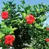 ಗಾರ್ಡನ್‌ tips: ದಾಸವಾಳ ಗಿಡ ಬೆಳೆಯಿರಿ - garden tips: dasavala (hibiscus ...