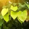 Peepal Tree Worship,ಅಶ್ವತ್ಥ ವೃಕ್ಷವನ್ನು ನಿತ್ಯ ಪೂಜಿಸಿದರೆ ಸಿಗುವ ಲಾಭಗಳು ...