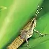 Locust Outbreak In India,ಉತ್ತರ ಭಾರತದಲ್ಲಿ ಈಗ ರಕ್ಕಸ ಗಾತ್ರದ ಮಿಡತೆ ಚಂಡಮಾರುತ ...
