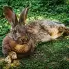 Biggest Rabbit Stolen From Home,ಗಿನ್ನಿಸ್ ವಿಶ್ವ ದಾಖಲೆ ಬರೆದಿದ್ದ ಮೊಲ ...