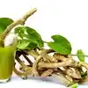 Benefits Of Giloy,ಆರೋಗ್ಯದ ವಿಷ್ಯದಲ್ಲಿ ಅಮೃತಬಳ್ಳಿ ನಿಜಕ್ಕೂ ಅಮೃತವೇ ಸರಿ ...