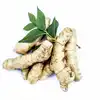 Manga Inchi,ಮಾವಿನ ಶುಂಠಿಯ ಅಪ್ರತಿಮ ಆರೋಗ್ಯಕರ ಪ್ರಯೋಜನಗಳು - health benefits ...