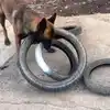 Dog Carry Four Tyres At Once,4 ಟೈರ್‌ಗಳನ್ನು ಒಂದೇ ಬಾರಿ ಕೊಂಡೊಯ್ದು ಶ್ವಾನ ...