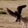 Hawk Attack On Deer,Viral Video: ಜಿಂಕೆಯನ್ನು ಬೇಟೆಯಾಡುವ ಹದ್ದು!: ಅಚ್ಚರಿ ...