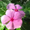 Benefits Of Sadabahar Plant- ನಿತ್ಯಪುಷ್ಪದ ಬಳಕೆಯಿಂದ ಪ್ರತಿನಿತ್ಯವೂ ಆರೋಗ್ಯ ...