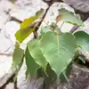 Health Benefits Of Peepal Tree - ಅಶ್ವತ್ಥಮರದ ಆರೋಗ್ಯ ಪ್ರಯೋಜನ ಅಷ್ಟಿಷ್ಟಲ್ಲ ...
