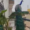 Peacock In Delhi,Viral Video: ಮನೆಯಿಂದ ಮನೆಗೆ ಸುಂದರ ನವಿಲಿನ ಹಾರಾಟ: ಈ ...