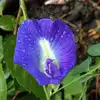 Shankhpushpi Flower,ದೇಹದಲ್ಲಿನ ಕೊಲೆಸ್ಟ್ರಾಲ್‌ ಮಟ್ಟ ನಿಯಂತ್ರಣಕ್ಕೆ ಶಂಖಪುಷ್ಪ ...