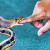 Snake Biting,ಹಾವು ಕಚ್ಚಿದಾಗ ಗಾಬರಿ ಬೇಡ, ಇಷ್ಟು ಮಾಡಿ ಸಾಕು ಎನ್ನುತ್ತಾರೆ ...