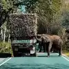 Elephants Stops Truck,Viral Video: ಲಾರಿಯನ್ನು ತಡೆದು ಕಬ್ಬು ಸವಿದ ಆನೆಗಳು ...