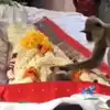 Monkey Attends Funeral,Viral Video: ಆಹಾರ ಕೊಡುತ್ತಿದ್ದ ವ್ಯಕ್ತಿಯ ಅಗಲಿಕೆಗೆ ...