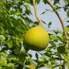 Bilva Tree,Bilva Tree: ಅಬ್ಬಾ.. ಮನೆಯಲ್ಲಿ ಬಿಲ್ವ ಗಿಡ ನೆಟ್ಟರೆ ನಿಮ್ಮಷ್ಟು ...
