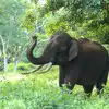 Elephant Undergoing X-Ray Procedure And Waiting Most Patient Way Is ...