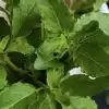 Holy Leaves In God Worship,Holy Leaves : ಹಿಂದೂ ಧರ್ಮದಲ್ಲಿ ಈ ಎಲೆಗಳಿಗಿದೆ ...