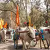 Ulavi Jatre,ಆದೇಶಕ್ಕಿಲ್ಲ ಕವಡೆ ಕಾಸಿನ ಕಿಮ್ಮತ್ತು, ಉಳವಿ ಜಾತ್ರೆಗೆ ಬಂದಿವೆ ...