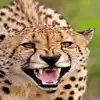 Mysuru Leopard Attack : ಚಿರತೆ ಭಯ: ಶಾಲೆಗೆ ಬರಲು ಮಕ್ಕಳ ಹಿಂದೇಟು: ಮಕ್ಕಳ ...