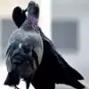 Beware Of Pigeons: ಪಾರಿವಾಳಗಳ ಬಗ್ಗೆ ಇರಲಿ ಎಚ್ಚರ! ಶ್ವಾಸಕೋಶಕ್ಕೇ ಹಾನಿ ...